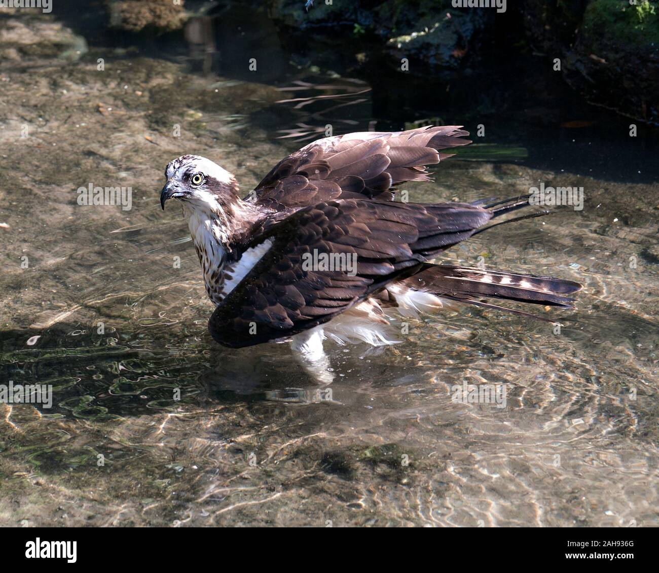 Osprey bird close-up profile view in the water with spread wings ...