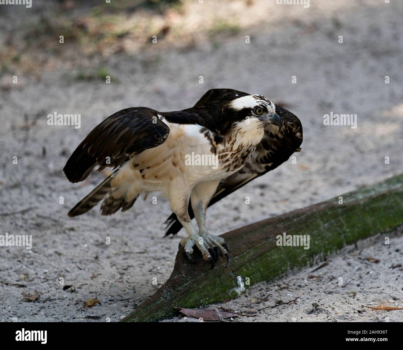Osprey bird close-up profile view perched with bokeh background ...