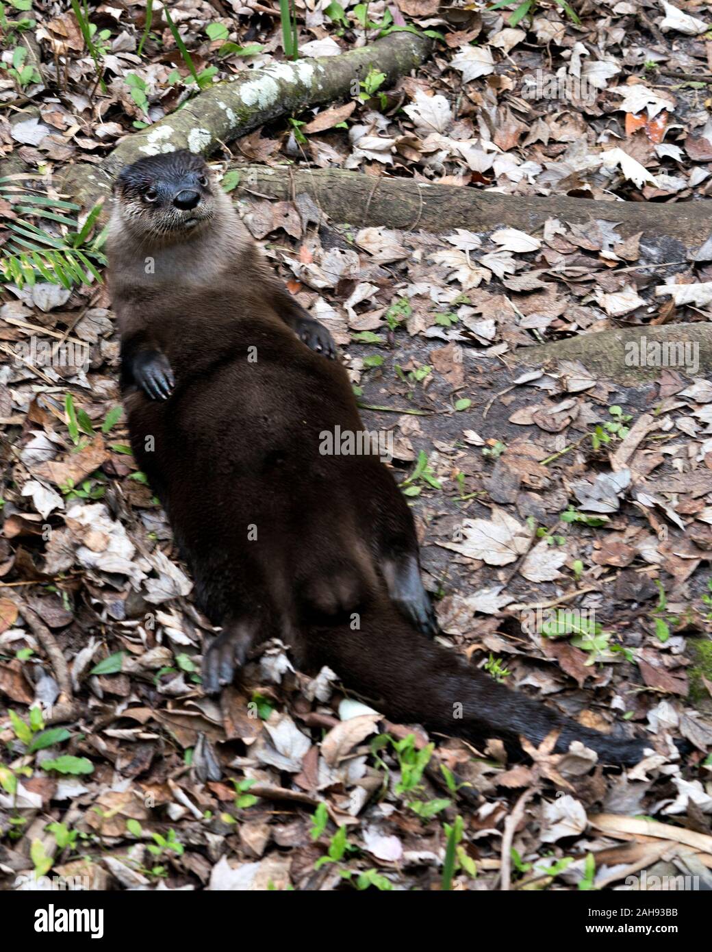 Otter animal close-up profile view resting on its back in a bed of ...