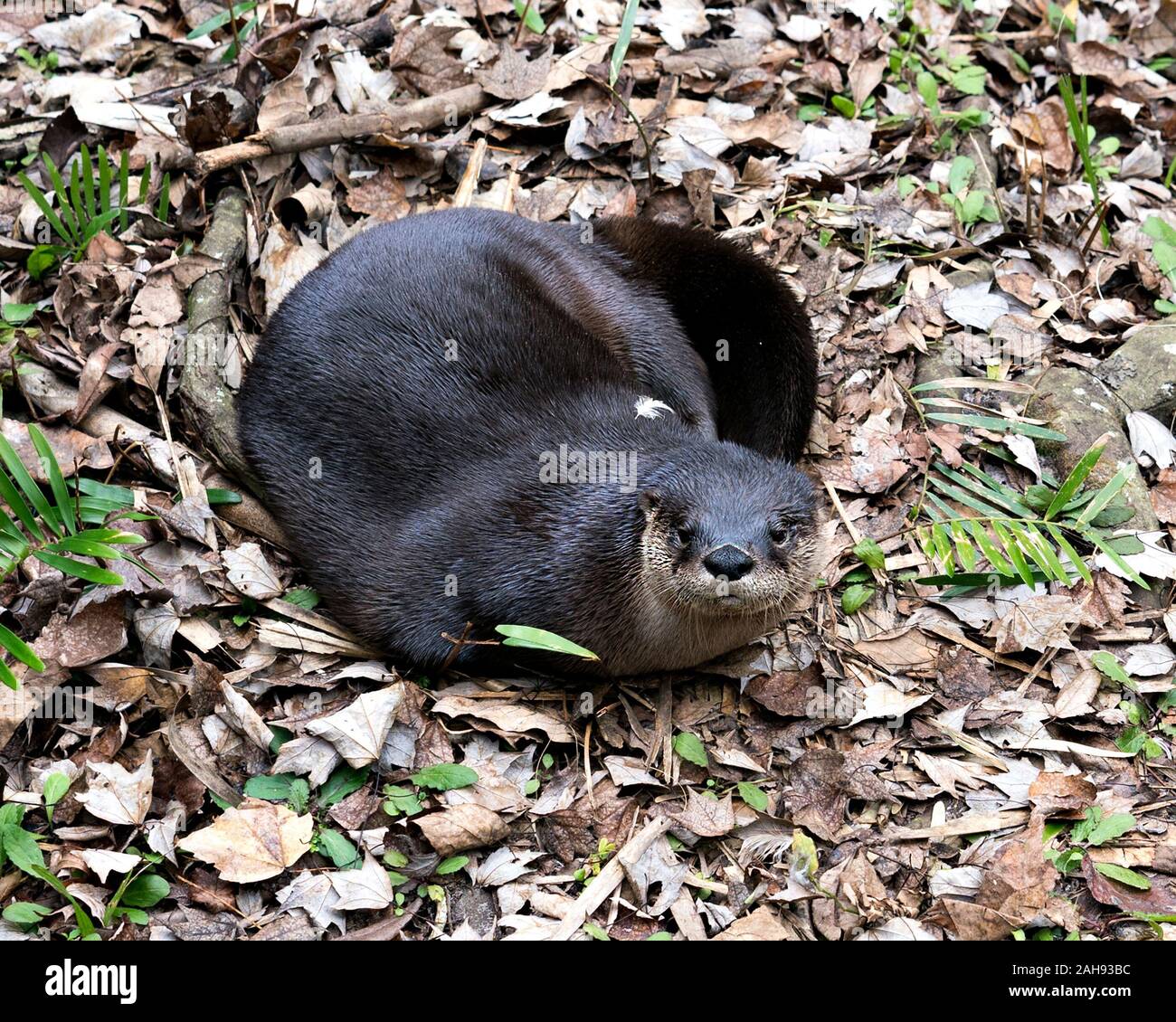 Otter animal close-up profile view resting in a bed of foliage and ...