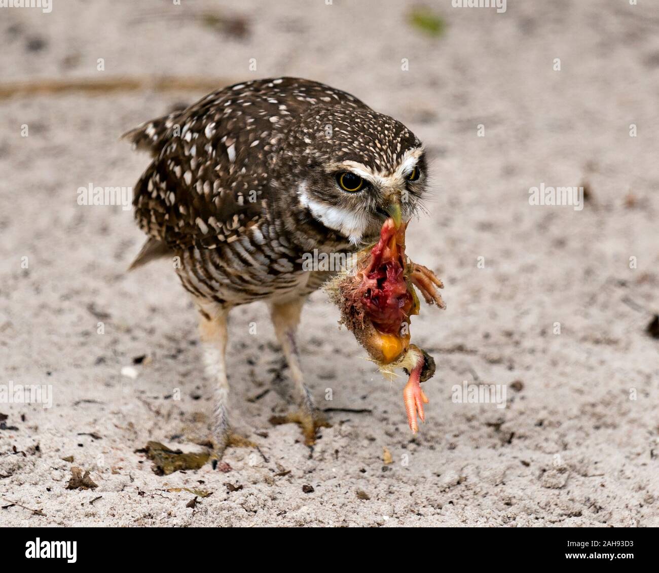 Burrowing Owl Eating