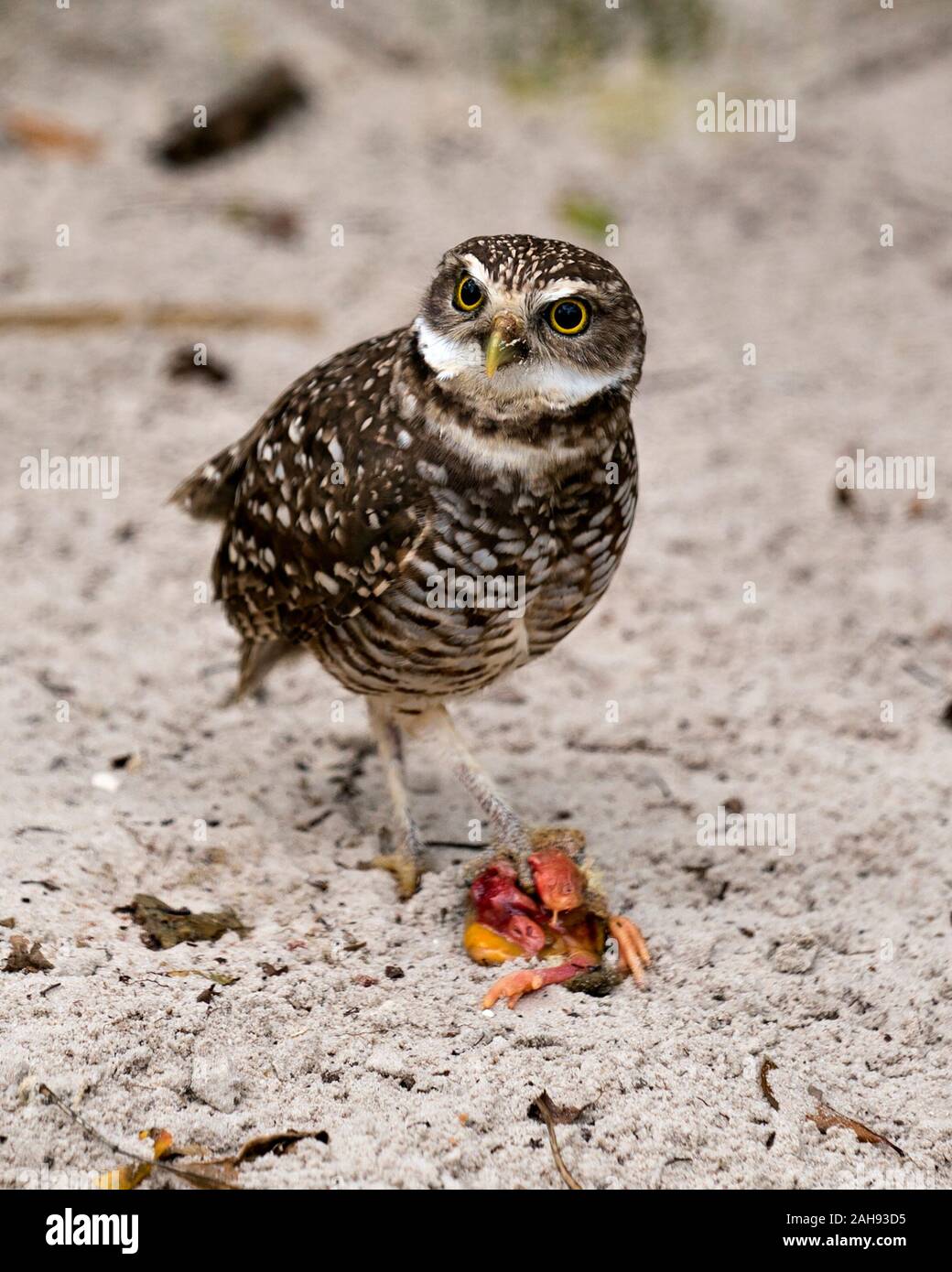 Owl Florida Burrowing Owl close-up profile view with its prey on the ...