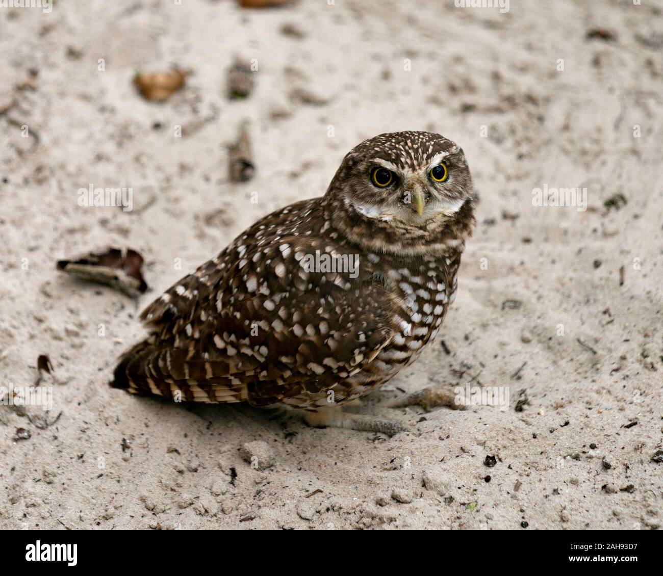 Owl Florida Burrowing Owl close-up profile view looking at the camera ...
