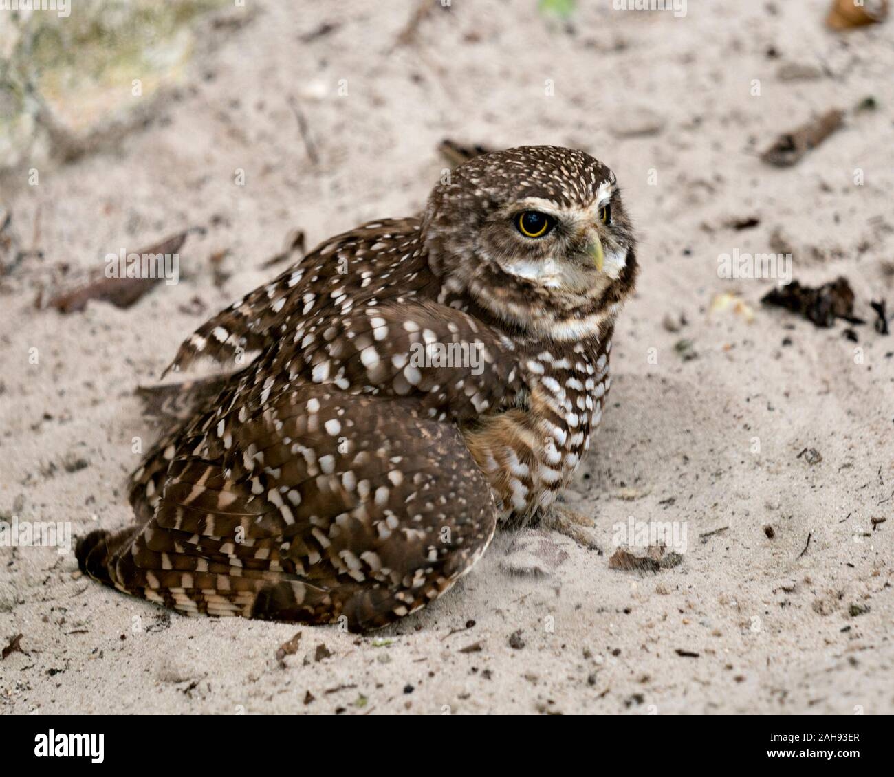Su owl hi-res stock photography and images - Alamy