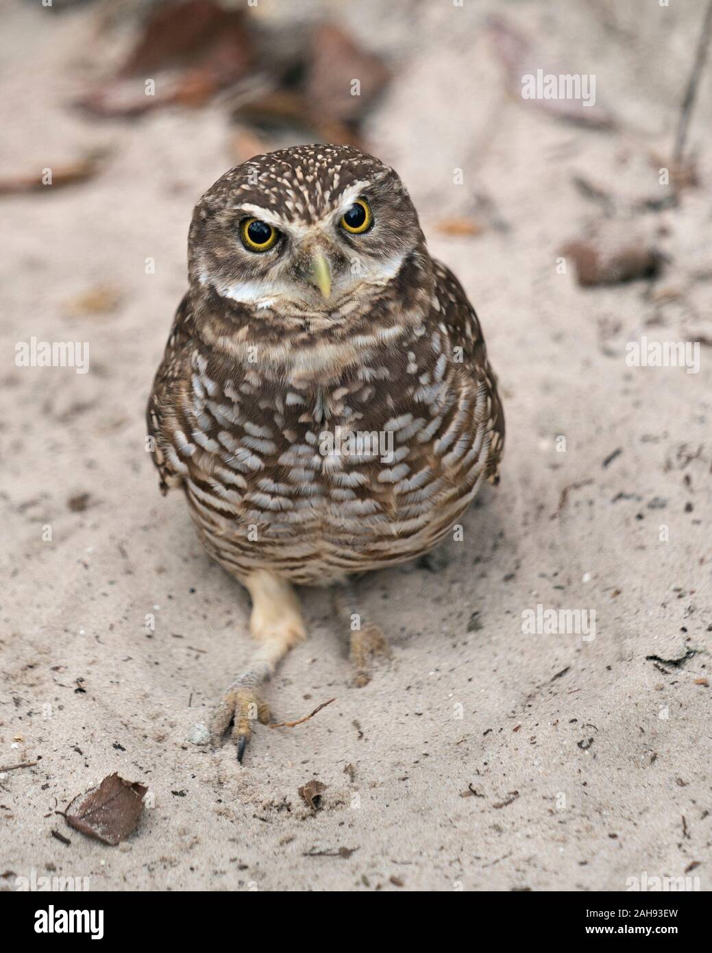 Owl Florida Burrowing Owl close-up profile view looking at the camera ...