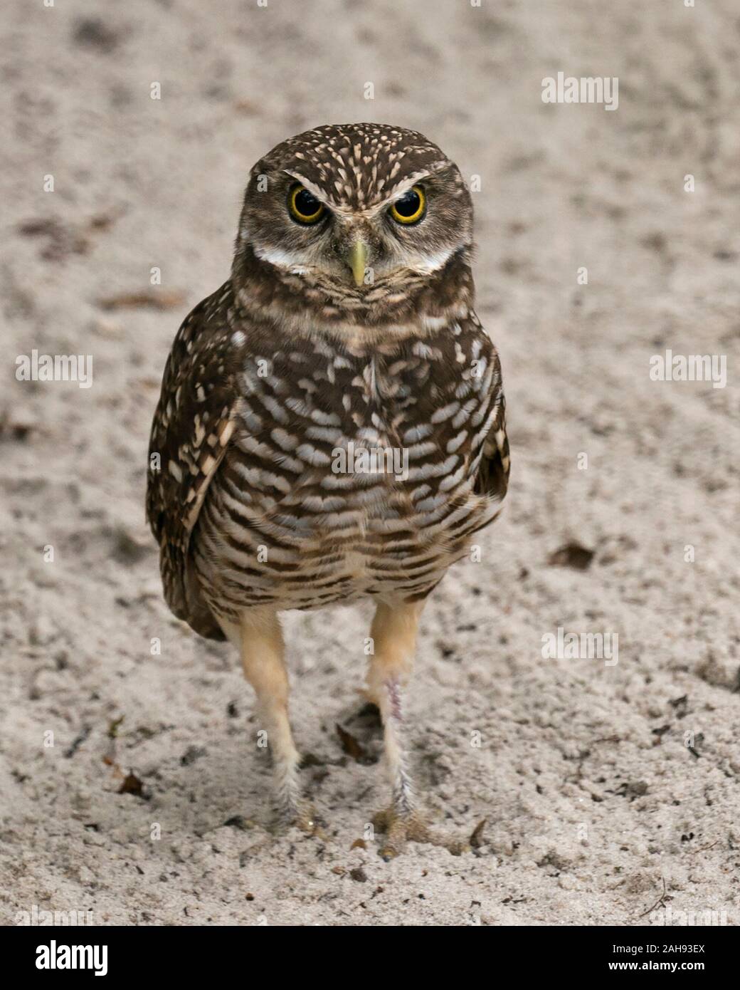 Owl Florida Burrowing Owl close-up profile view standing on sand ...