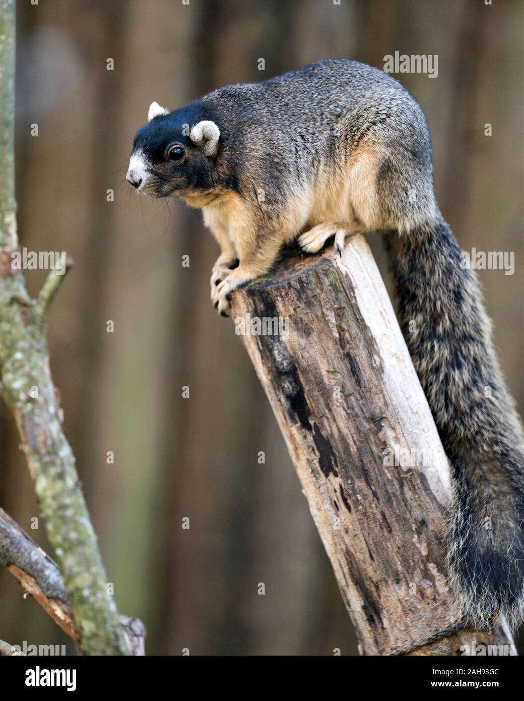 Sherman fox squirrel head close up profile view hi-res stock ...