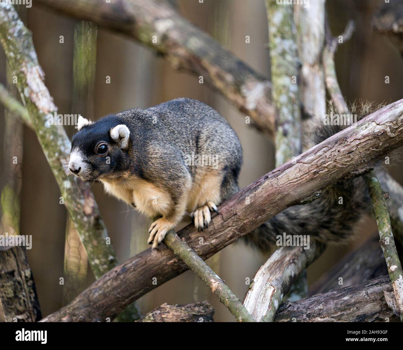 Sherman's Fox Squirrel resting on a branch with bokeh background in its ...
