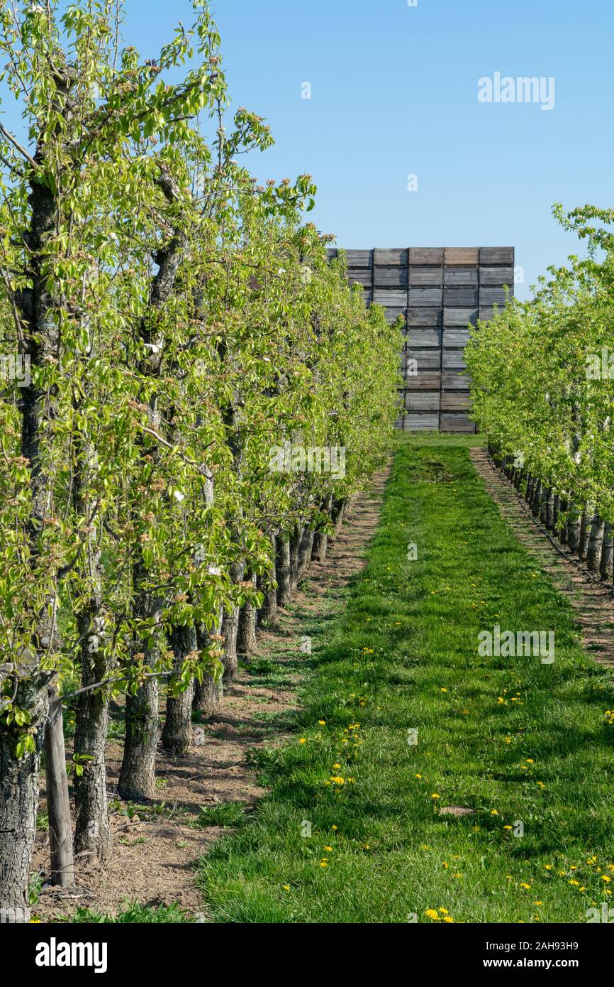 Rows of pear trees in orchard, fruit region Haspengouw in Belgium ...
