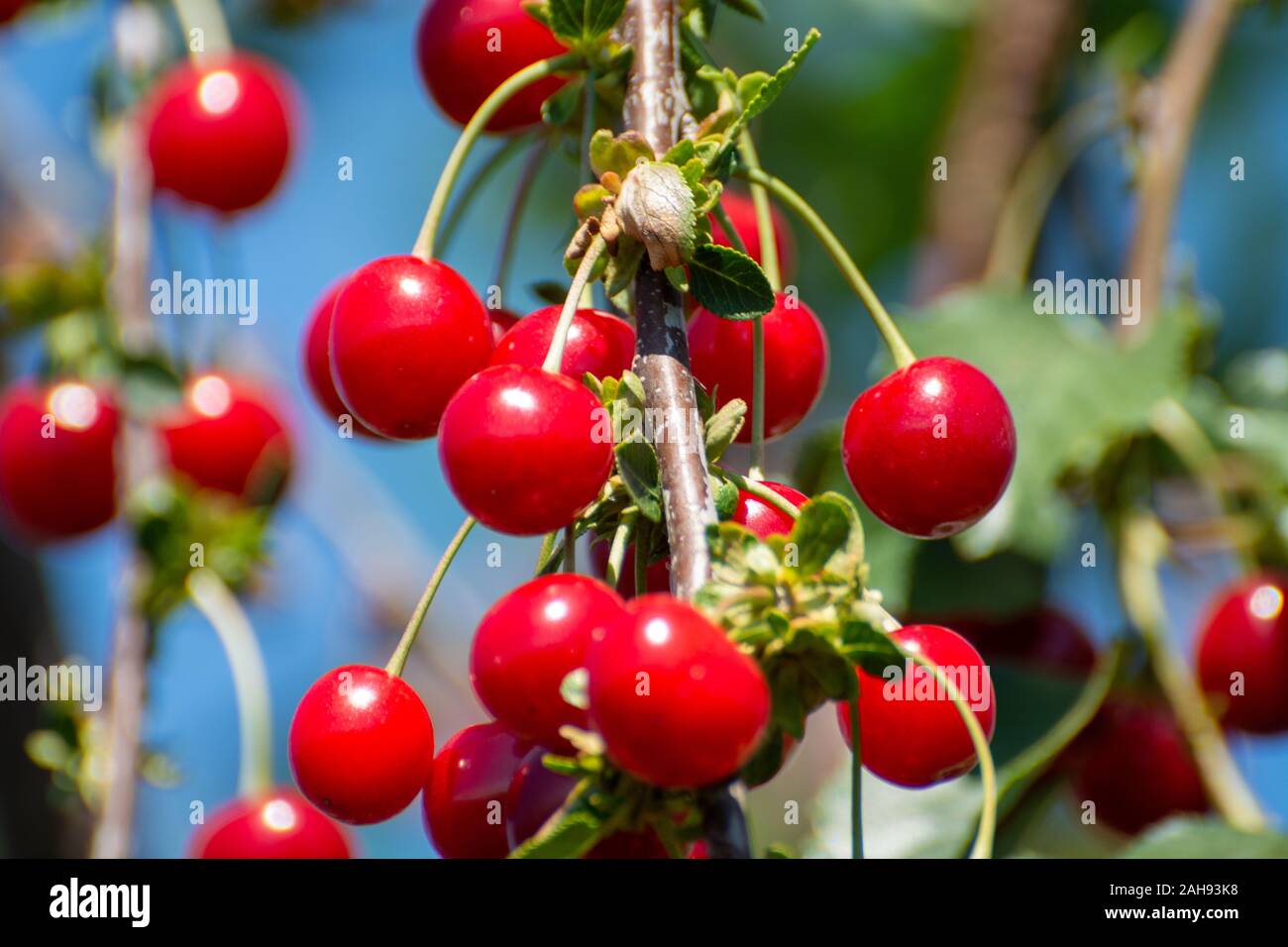 New harvest of Prunus cerasus sour cherry, tart or dwarf cherry in ...