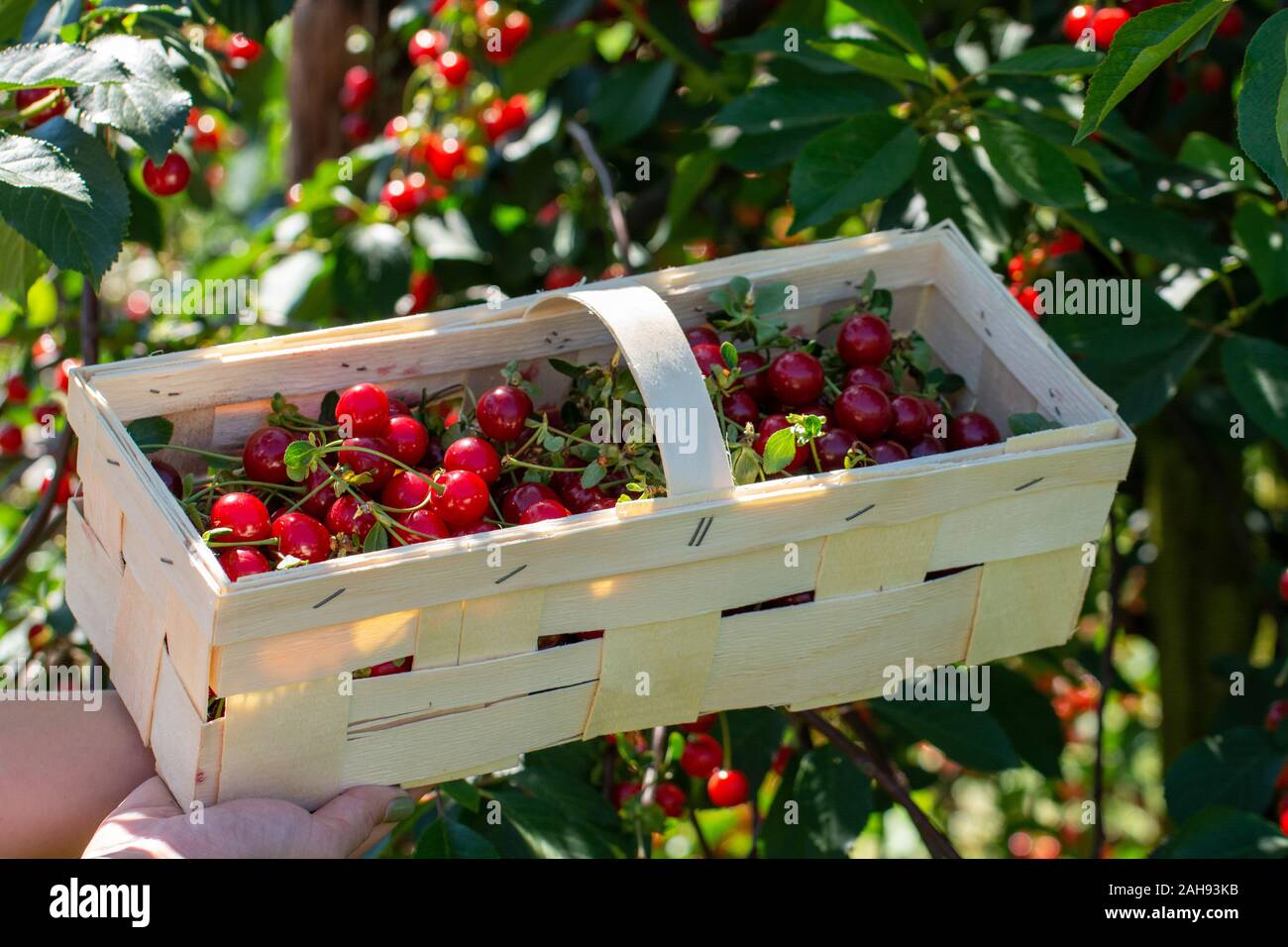 New Harvest Of Prunus Cerasus Sour Cherry Tart Or Dwarf Cherry In