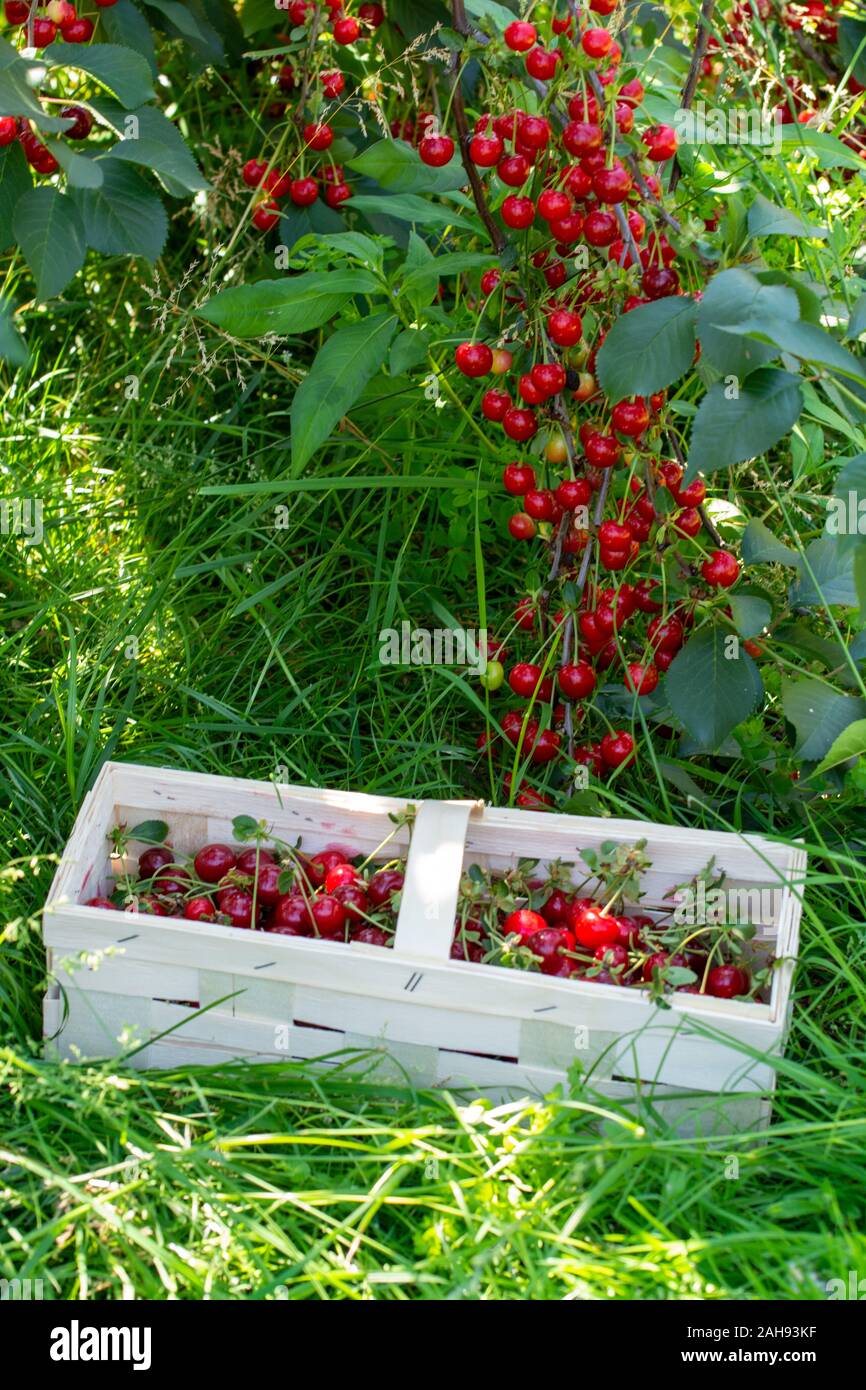 New harvest of Prunus cerasus sour cherry, tart or dwarf cherry in ...