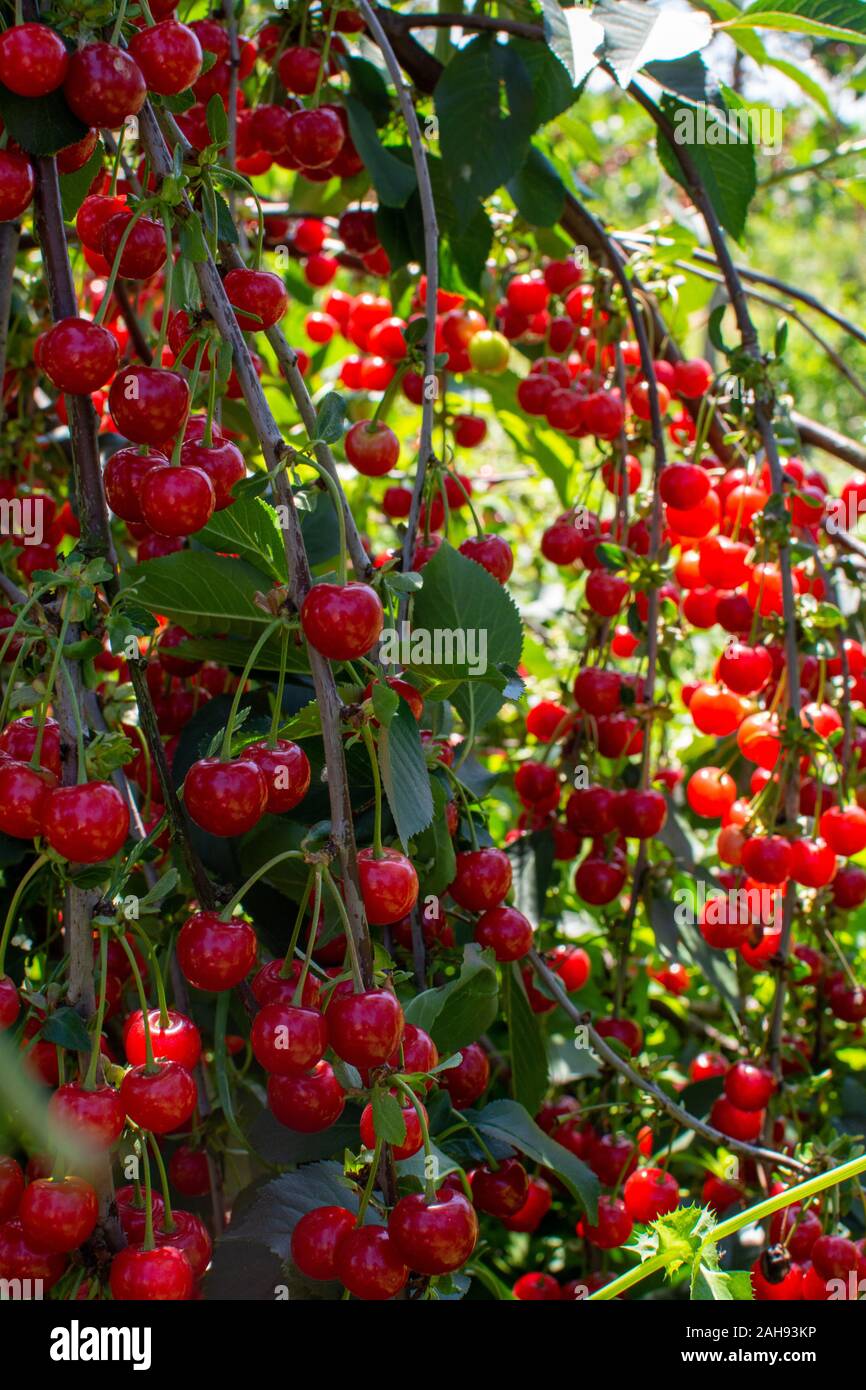 New Harvest Of Prunus Cerasus Sour Cherry Tart Or Dwarf Cherry In