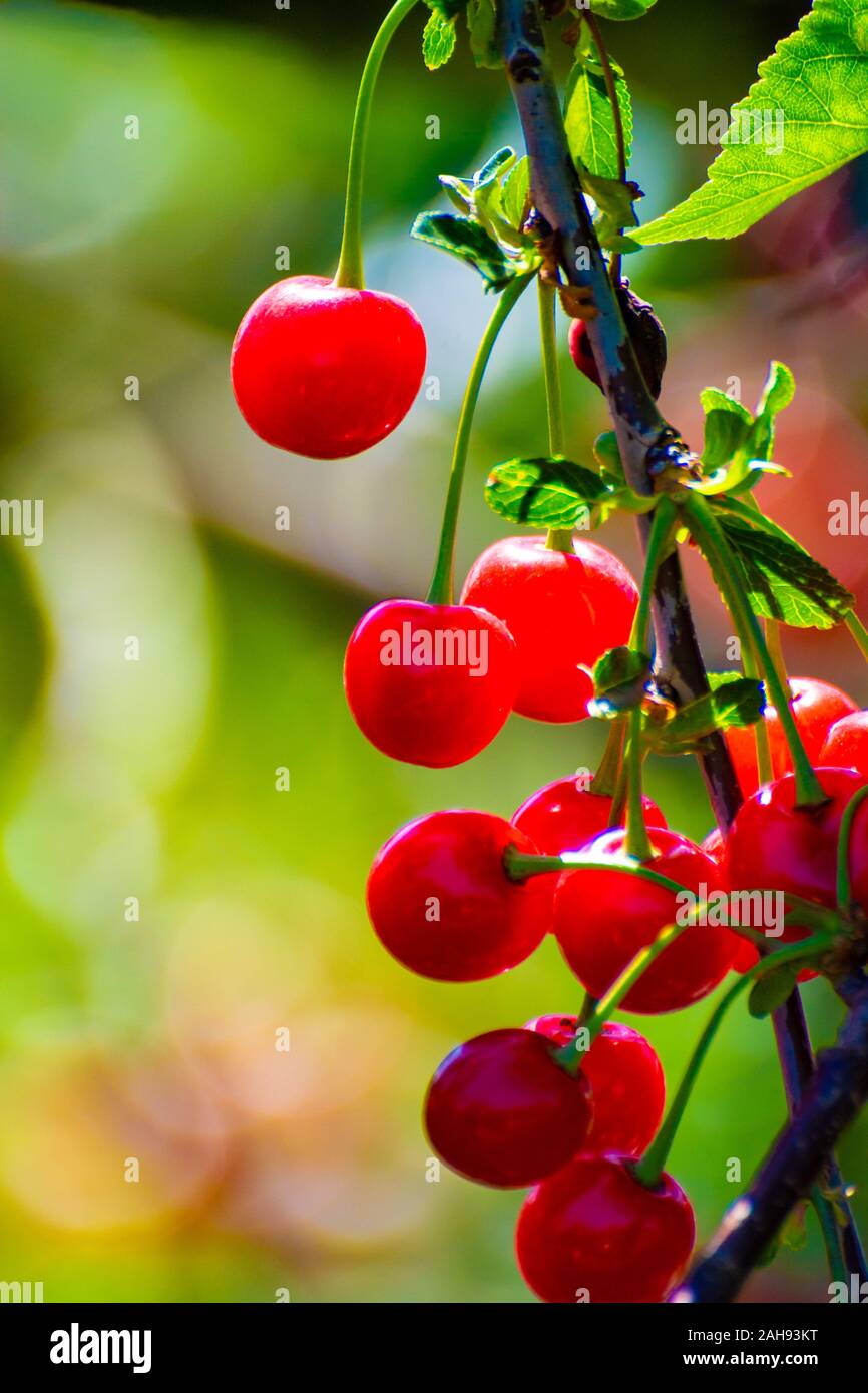 New harvest of Prunus cerasus sour cherry, tart or dwarf cherry in ...