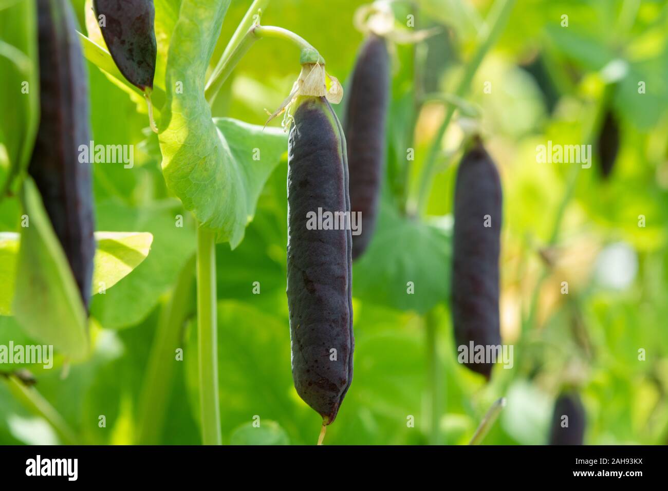 How to grow english peas hi-res stock photography and images - Alamy