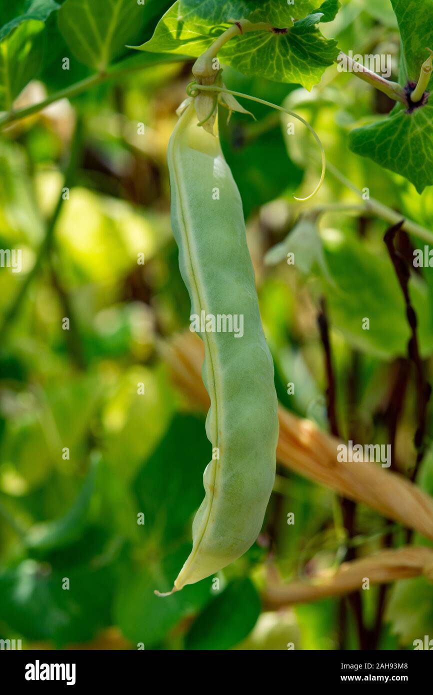 Ripe english garden peas plant, big green pea pods, close up Stock ...