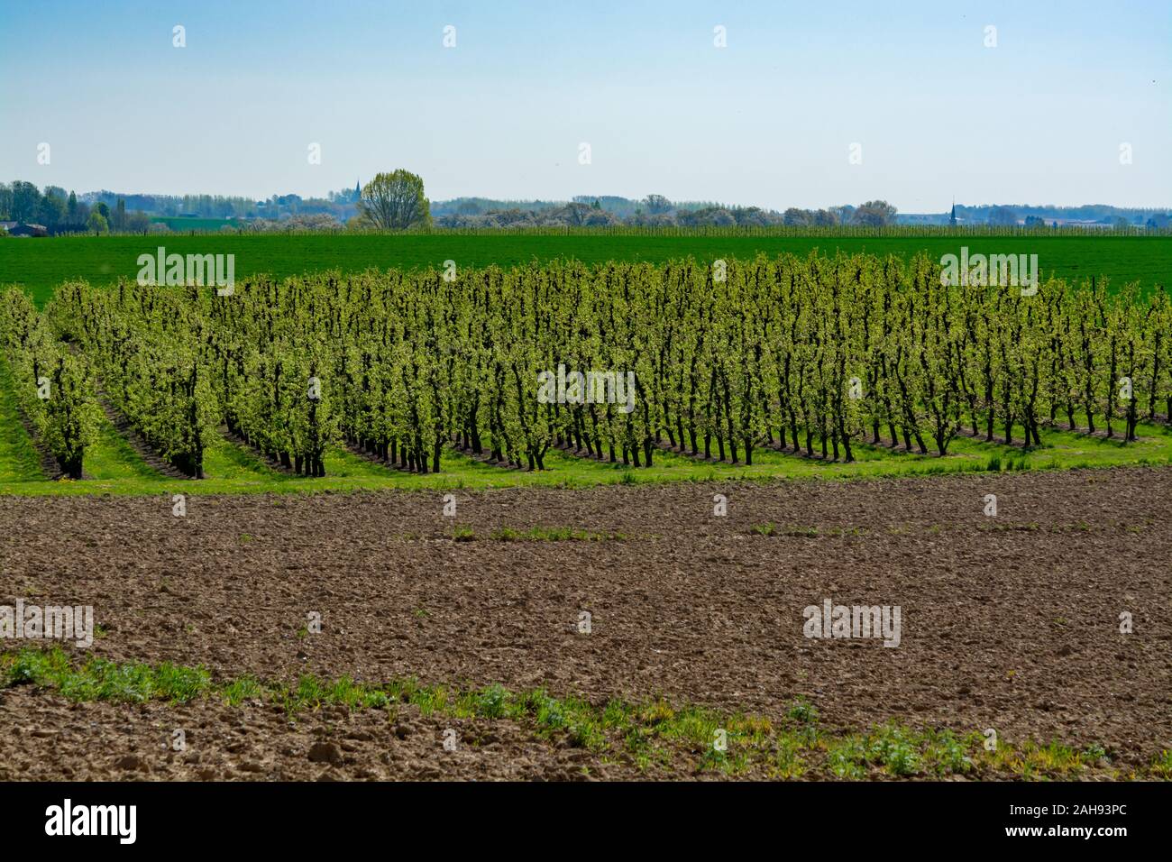 Spring landscape with farmers plowed fields, green grass, fruit trees ...