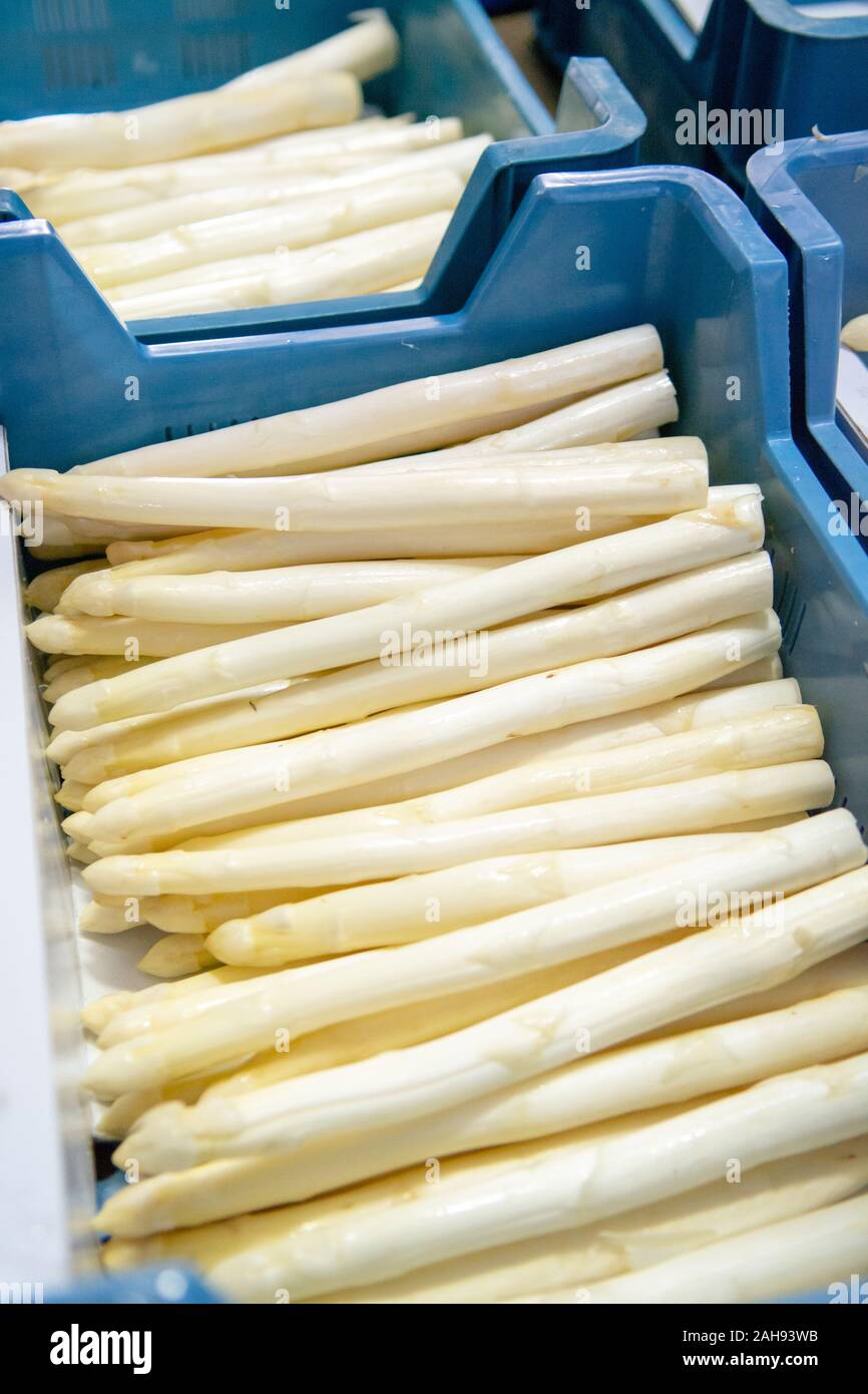 Industrial processing of organic white asparagus vegetable on ...