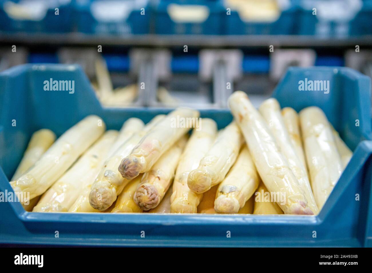 Industrial processing of organic white asparagus vegetable on ...