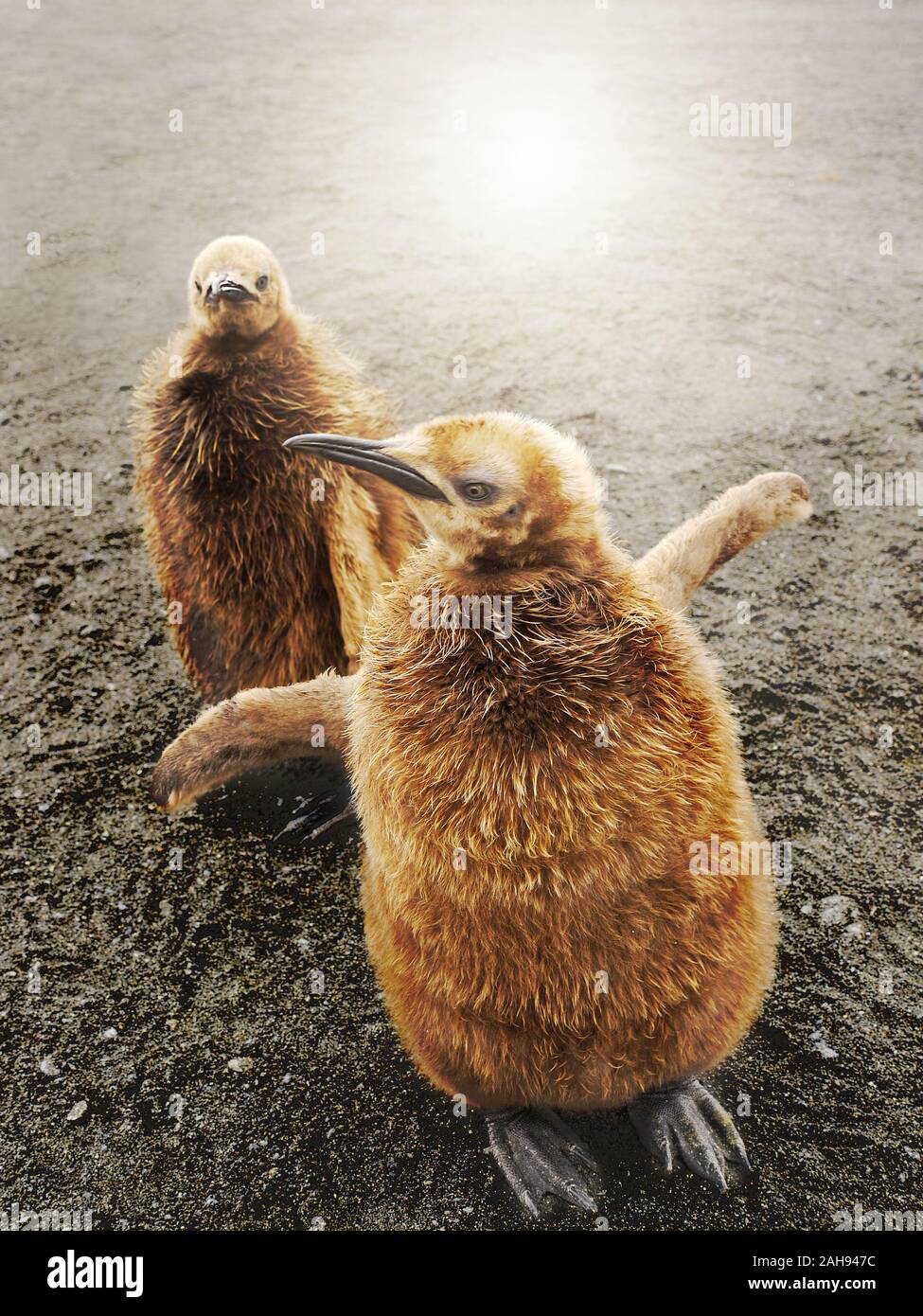 Fluffy Baby King Penguin