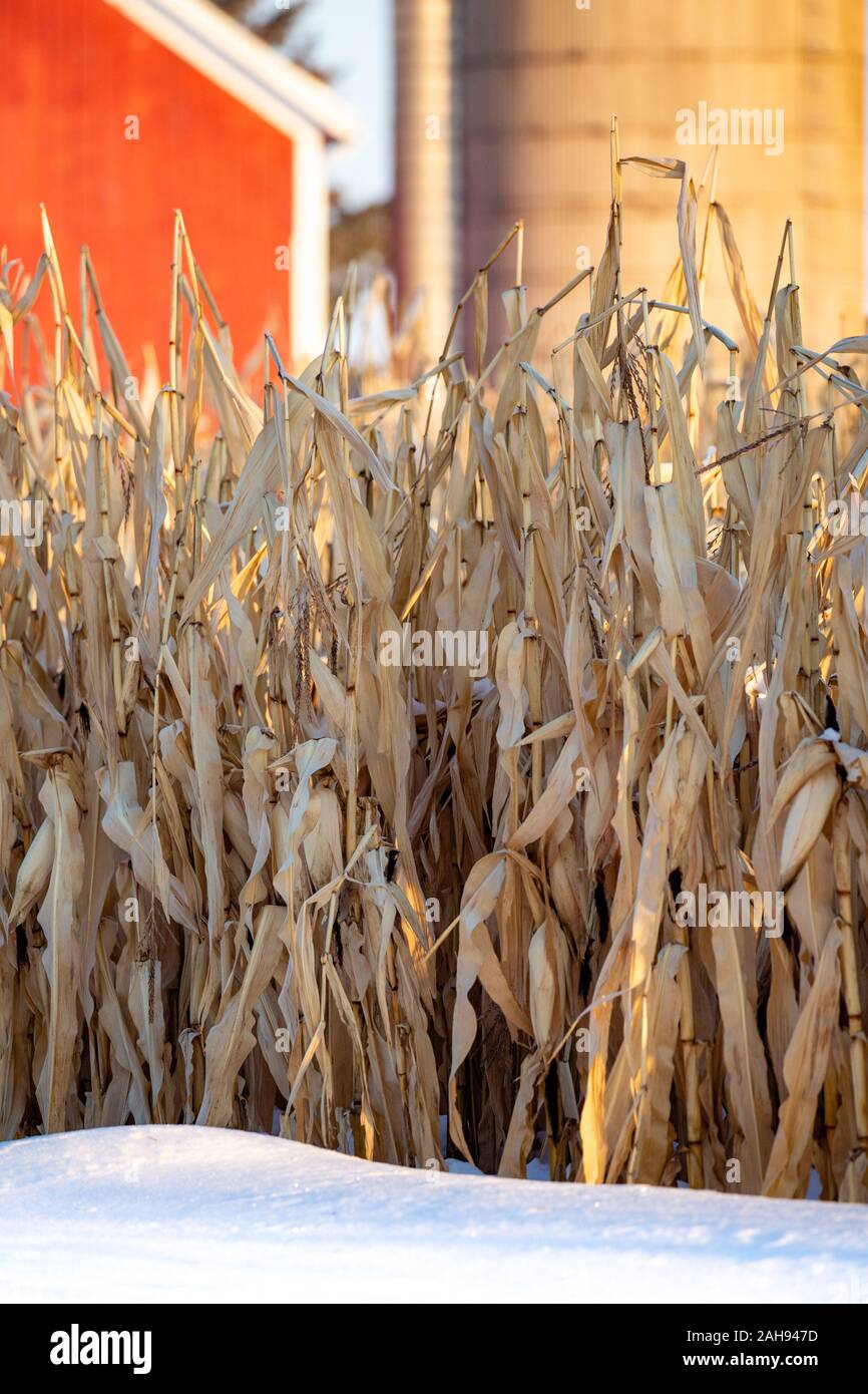 Red barn with corn hi-res stock photography and images - Alamy
