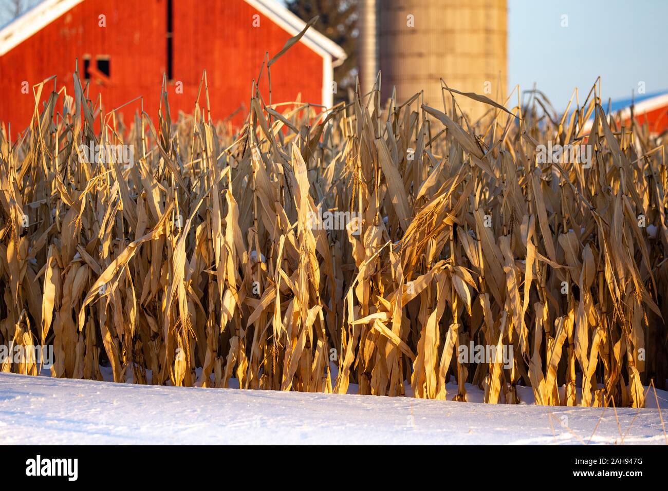 Corn barn silo agriculture farm rural hi-res stock photography and ...