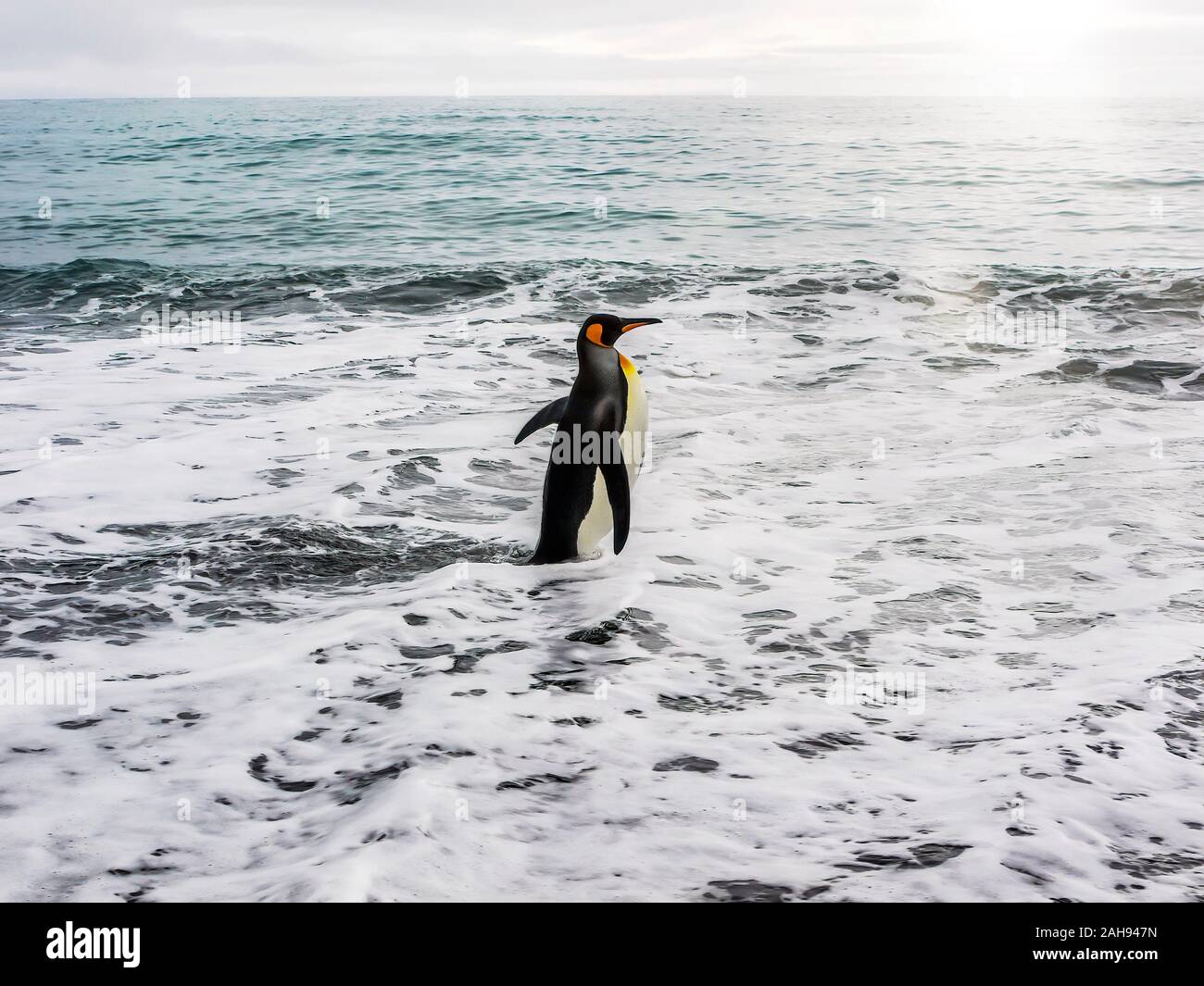 A solitary king penguin (Aptenodytes patagonicus) walking quickly into ...