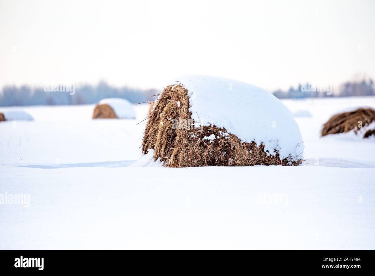 Round hay bales covered with snow in a farm field in December Stock ...