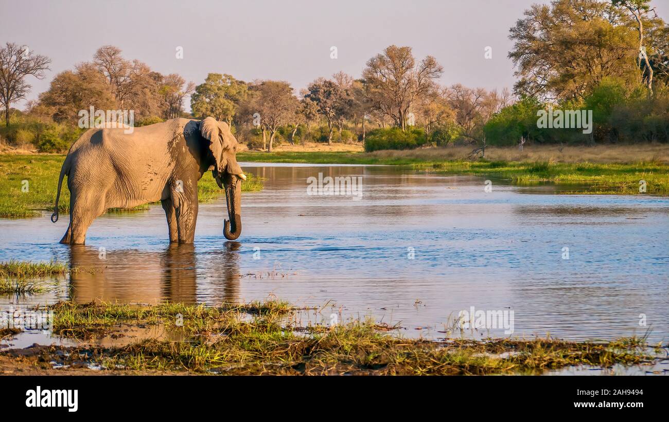Alone elephant hi-res stock photography and images - Alamy