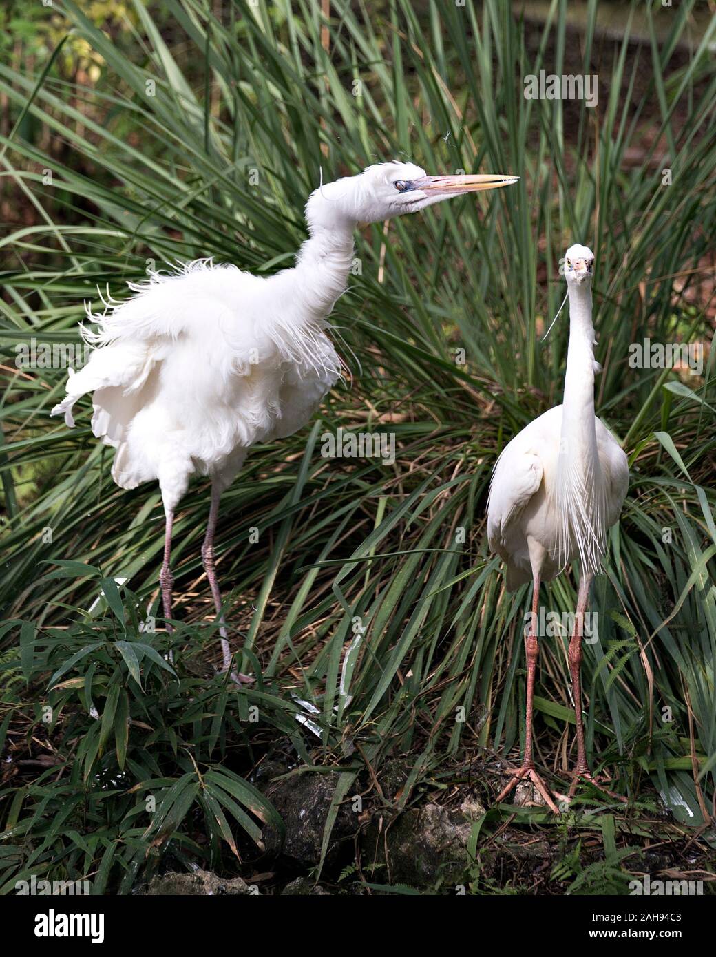 Long nec and legs hi-res stock photography and images - Alamy