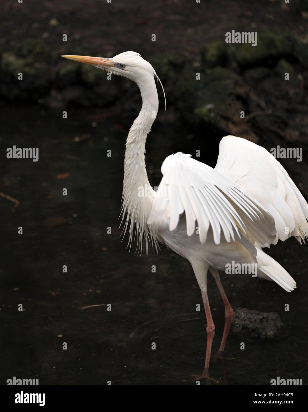 White Heron bird close-up profile view displaying its white feathers ...