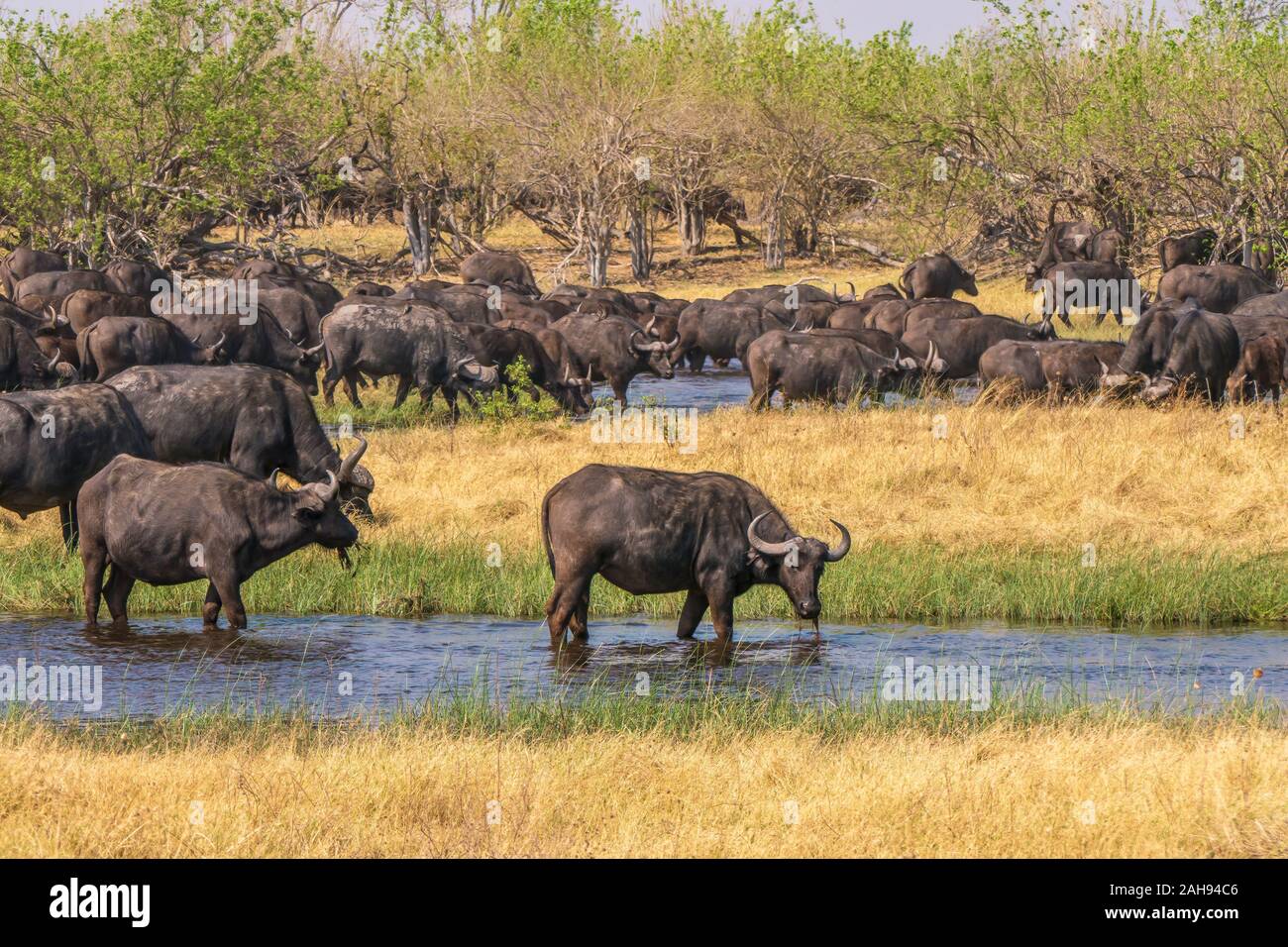 African water buffalo hi-res stock photography and images - Alamy