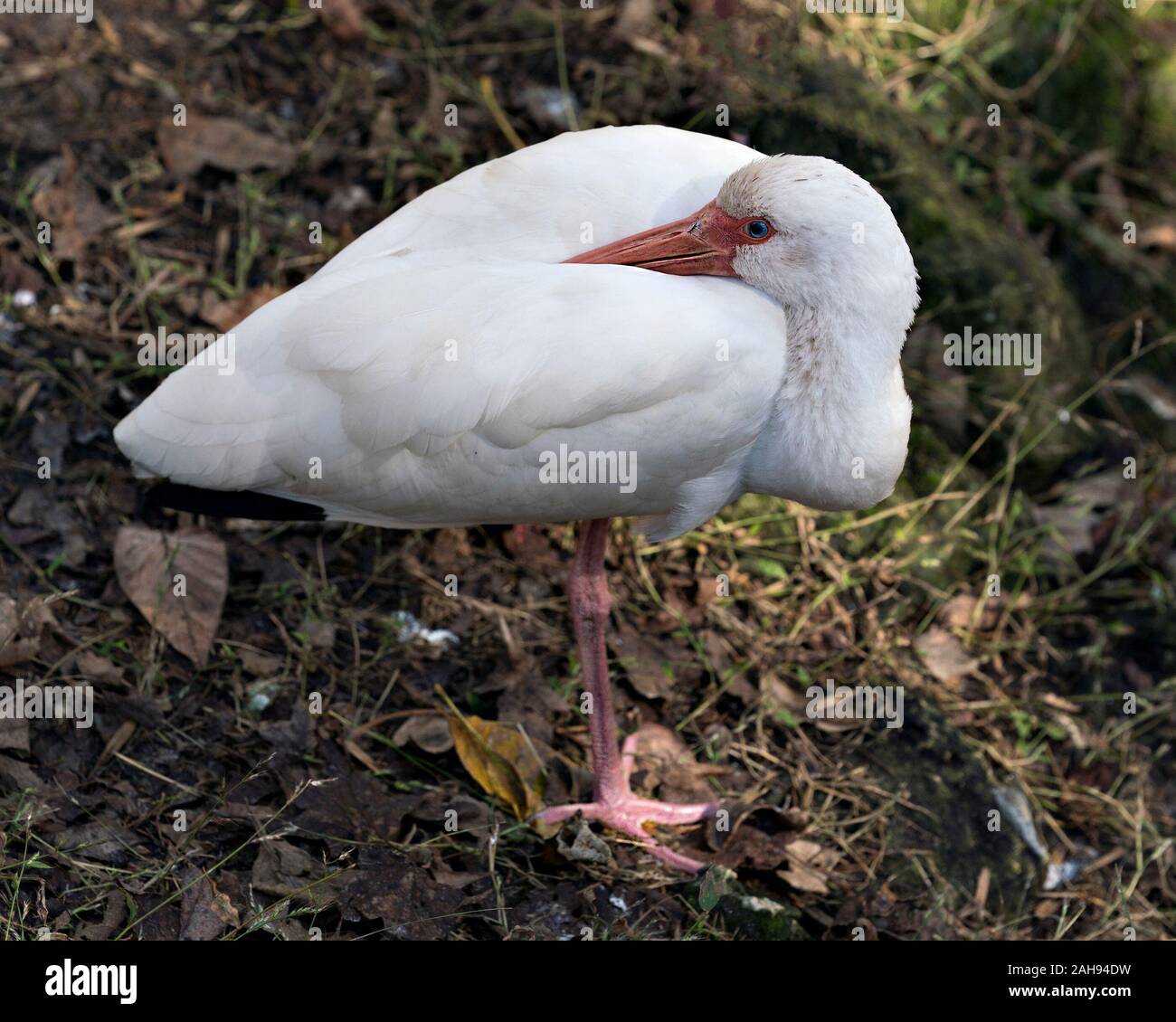 Ibis displaying picture hi-res stock photography and images - Alamy