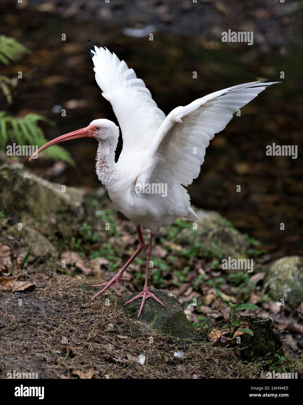 White Ibis bird close-up profile view with bokeh background displaying ...