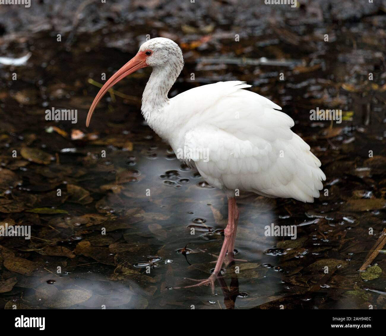 Ibis displaying picture hi-res stock photography and images - Alamy