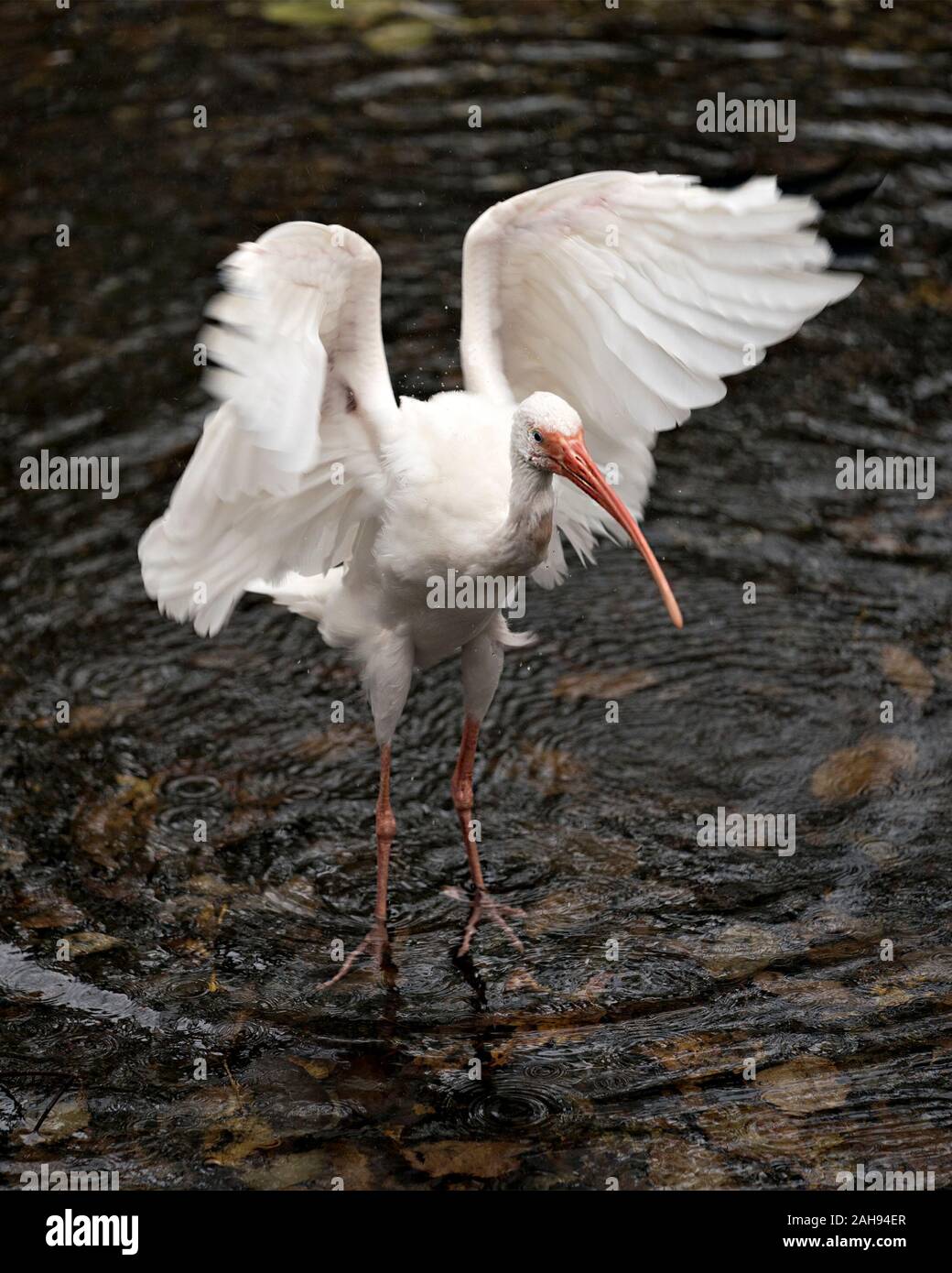 Ibis displaying picture hi-res stock photography and images - Alamy