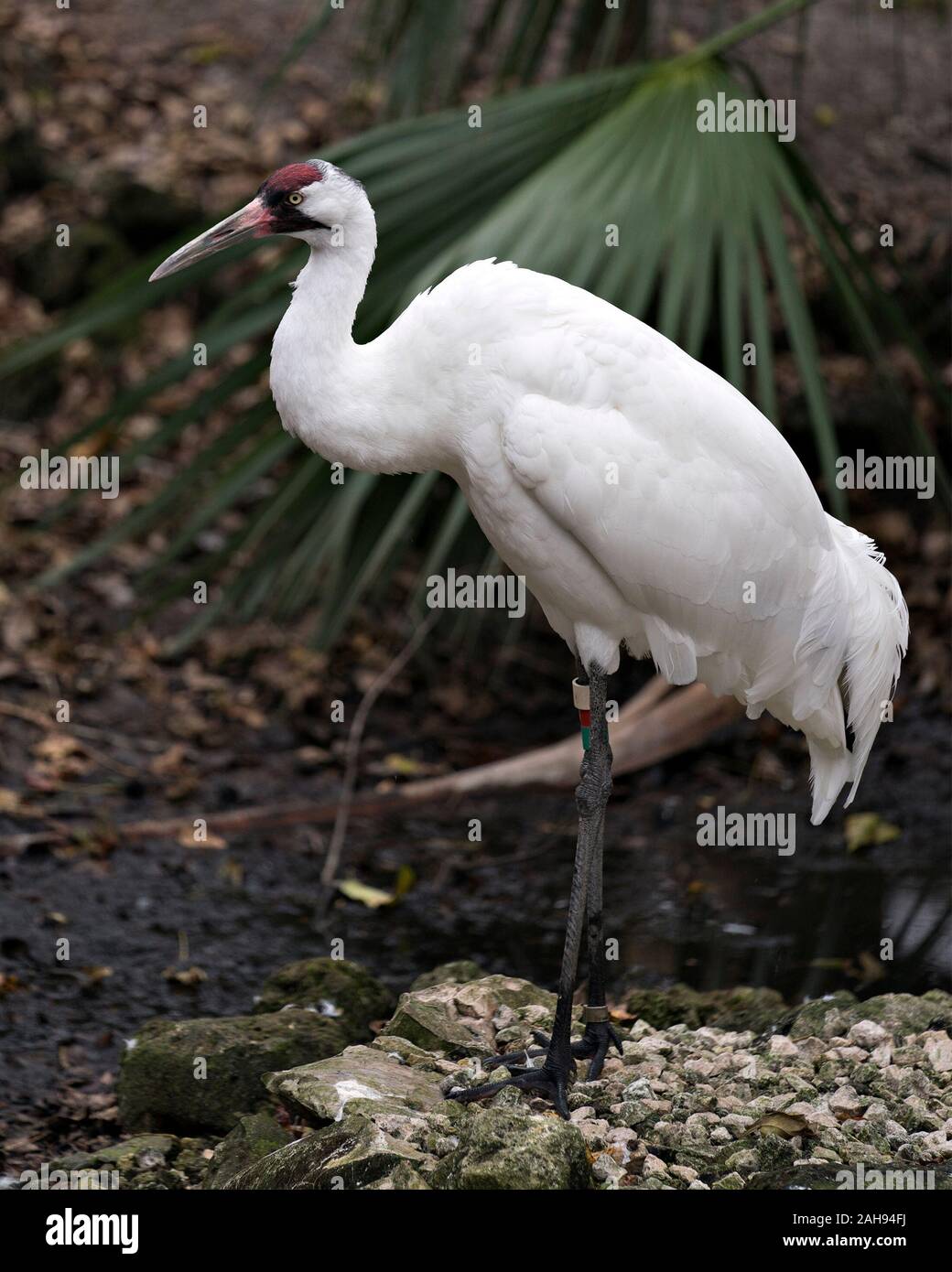 Crowned crane in tree hi-res stock photography and images - Alamy