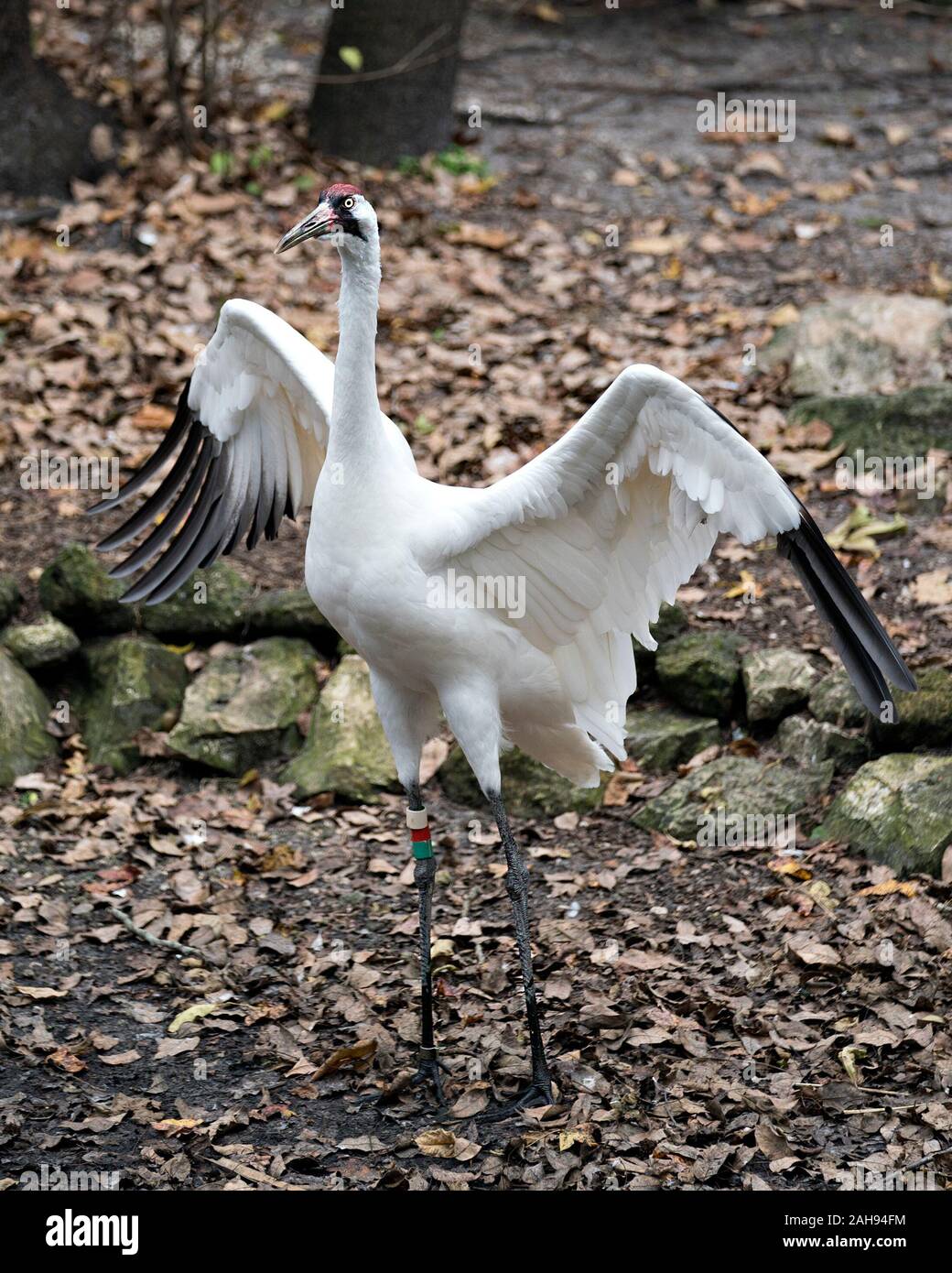 Crane Bird In Water
