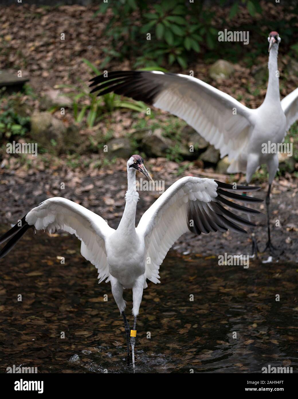 Two whooping cranes hi-res stock photography and images - Alamy