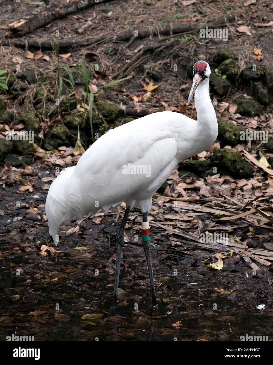 Black and grey markings on the head and face hi-res stock photography ...