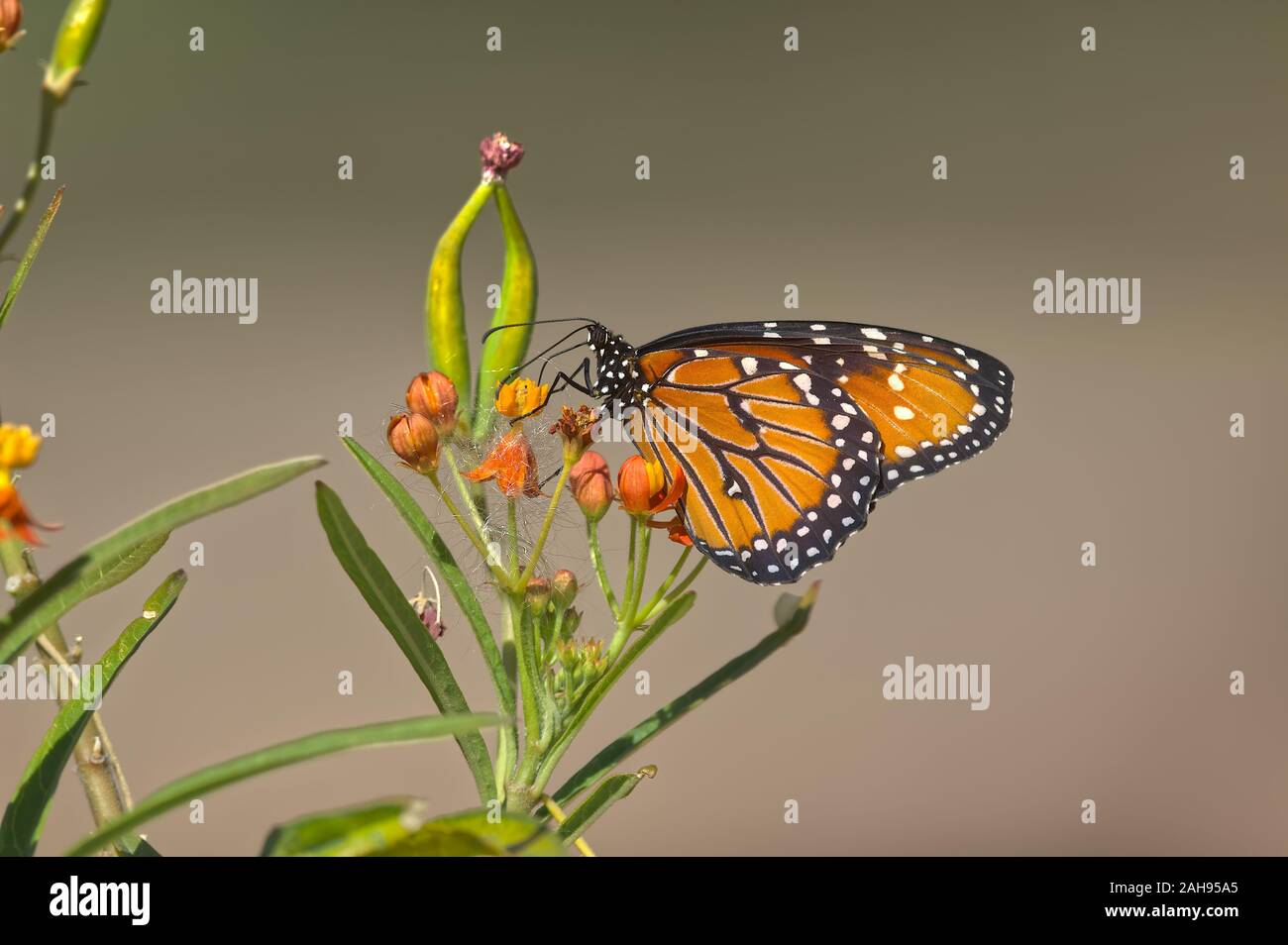 Arizona queen butterfly hi-res stock photography and images - Alamy