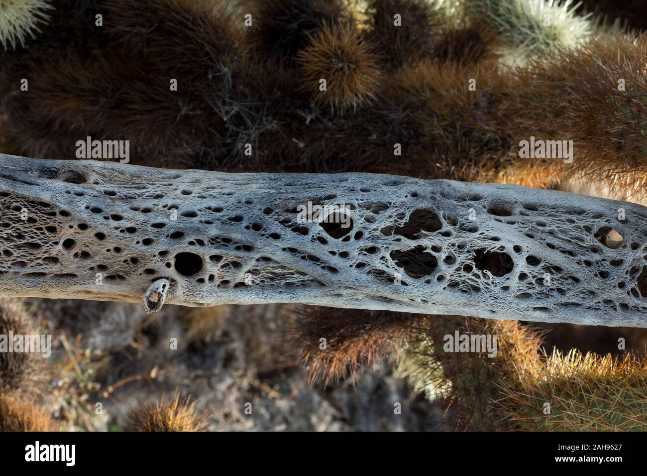 Saguaro Cactus Shell Stock Photo - Alamy