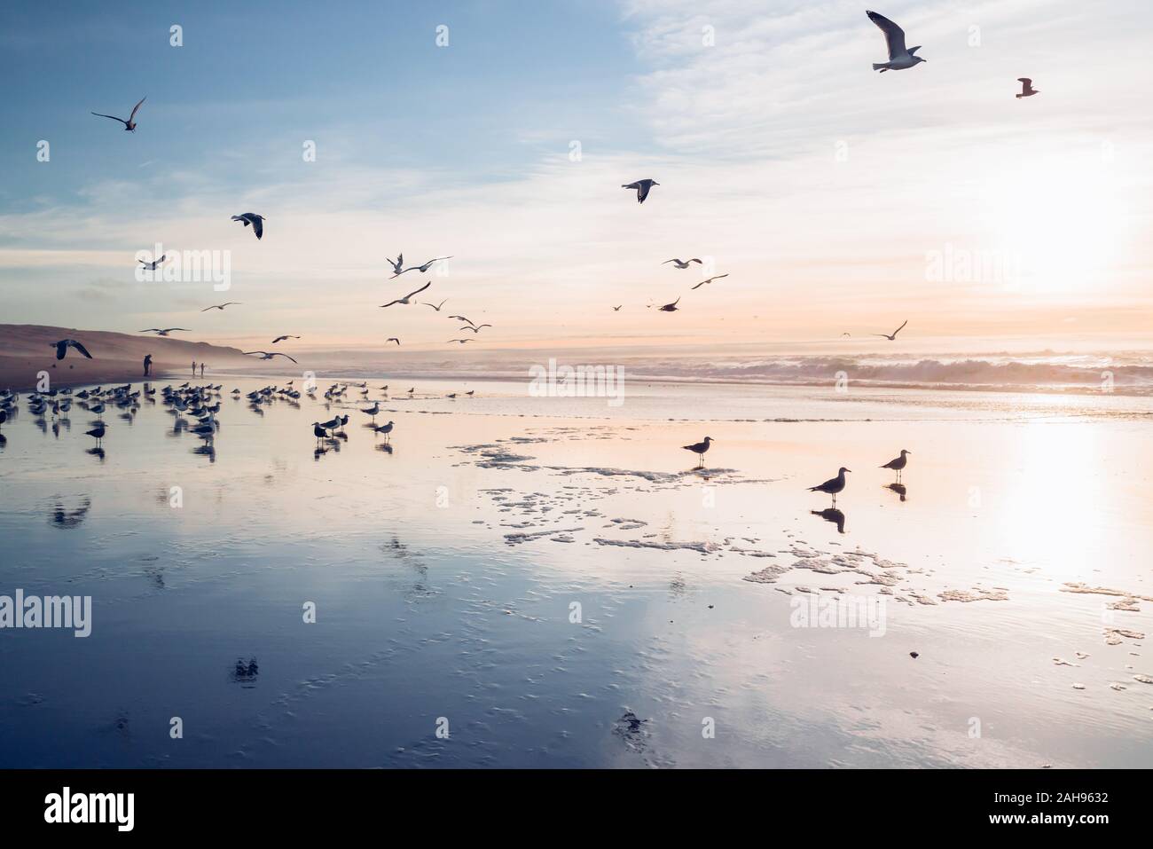 Bird flying on shoreline sunset hi-res stock photography and images - Alamy