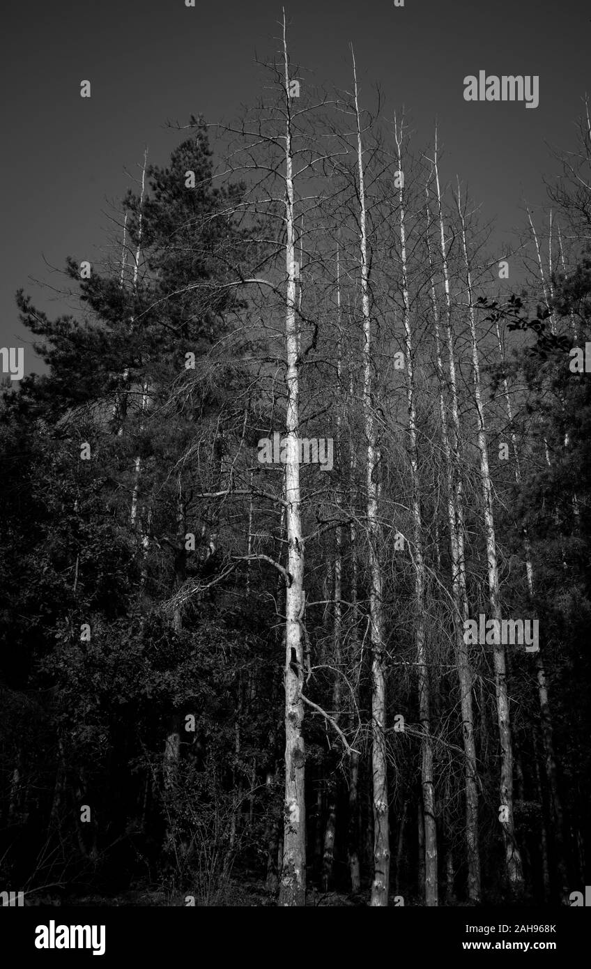 Trees autumn in deep Black and White Stock Photos & Images - Alamy