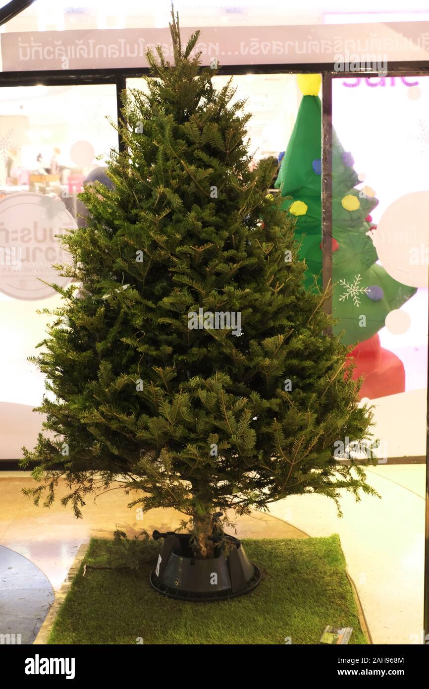 Real christmas tree hi-res stock photography and images - Alamy