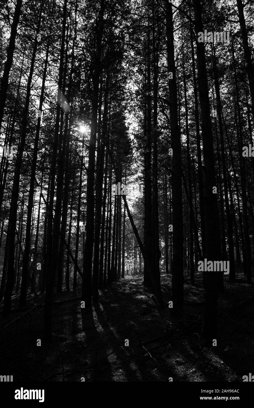 View through trees foliage Black and White Stock Photos & Images - Alamy
