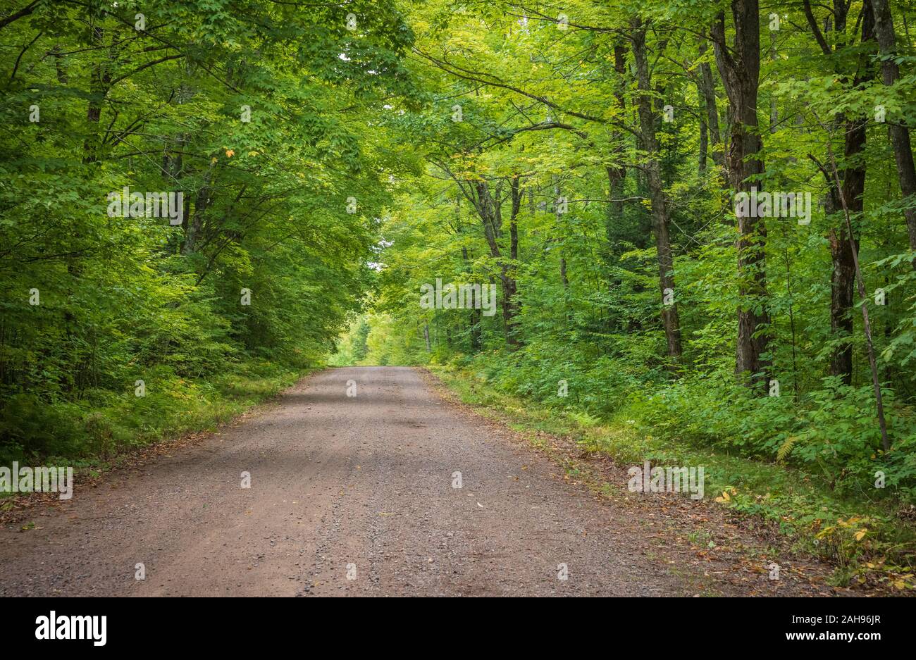 National forest road hi-res stock photography and images - Alamy