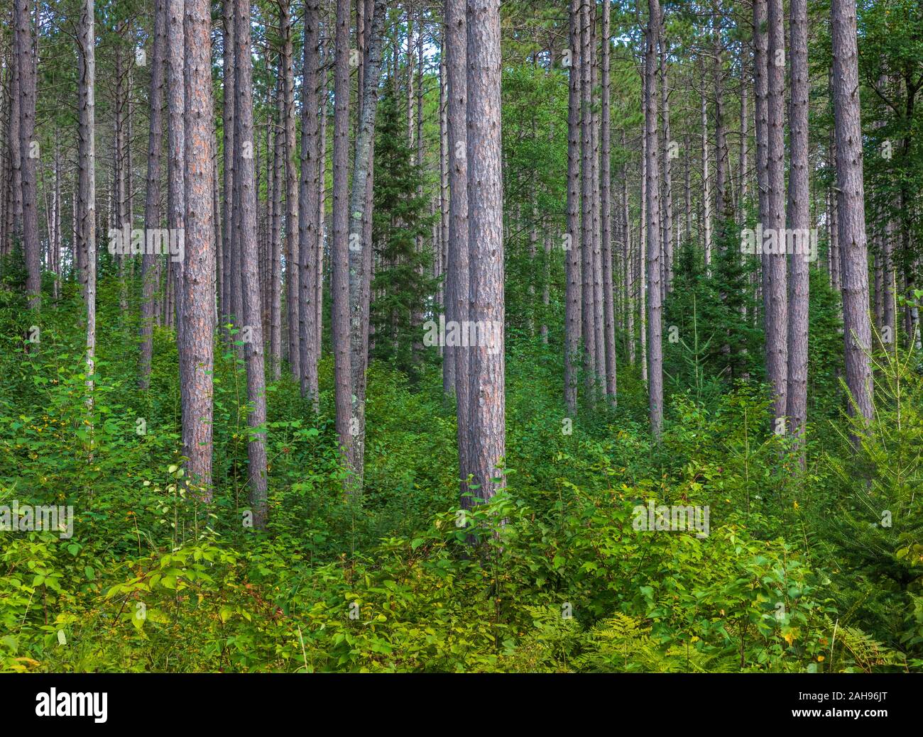 Plantation of red pines in the Chequamegon National Forest in northern ...