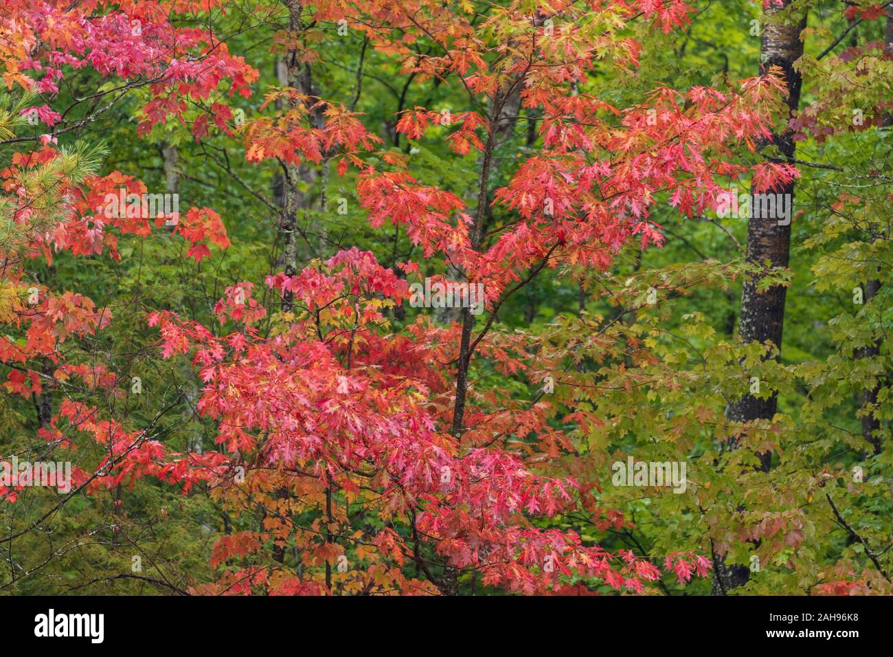 Fall Colors In Northern Wisconsin at Thomas Nickell blog