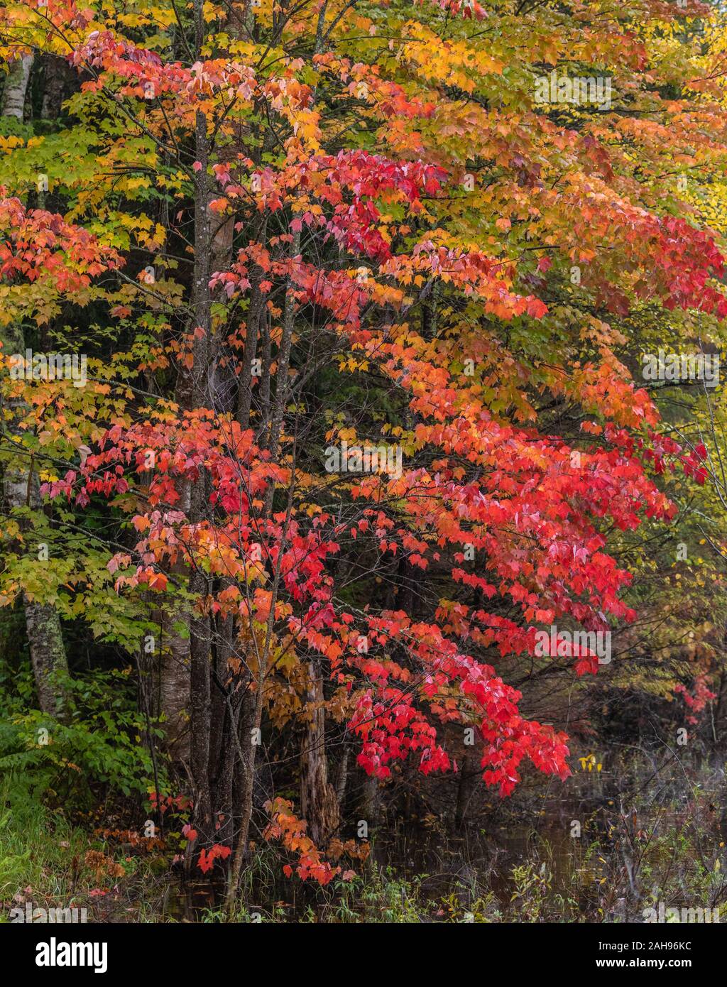 Brilliant fall color hi-res stock photography and images - Alamy
